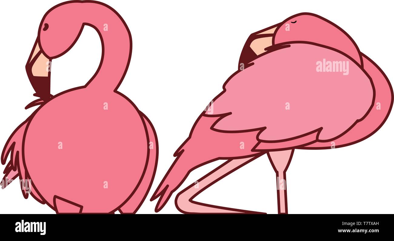 exotic pink flemish couple birds sleeping vector illustration design ...