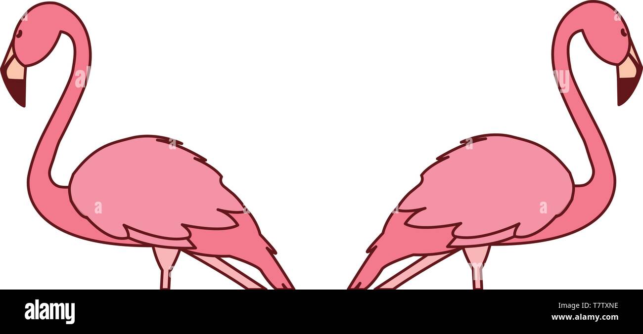 exotic pink flemish couple birds with heads up vector illustration ...