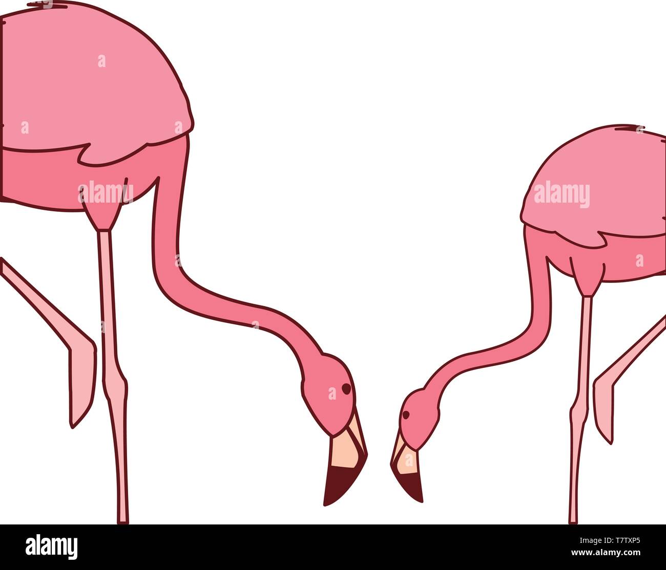 exotic pink flemish couple birds with heads down vector illustration ...