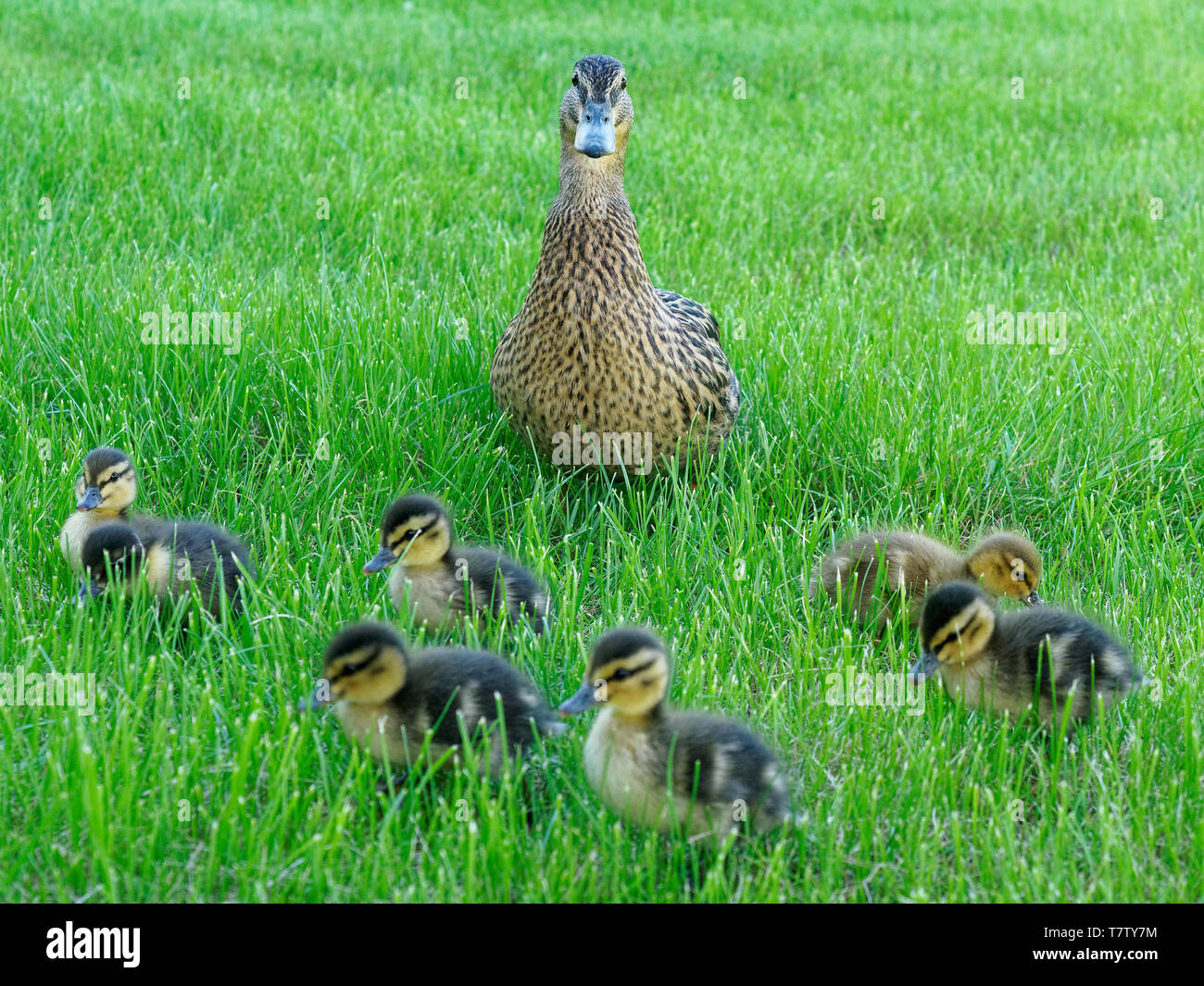 mommy duck and its lovely chicks on the grass Stock Photo - Alamy