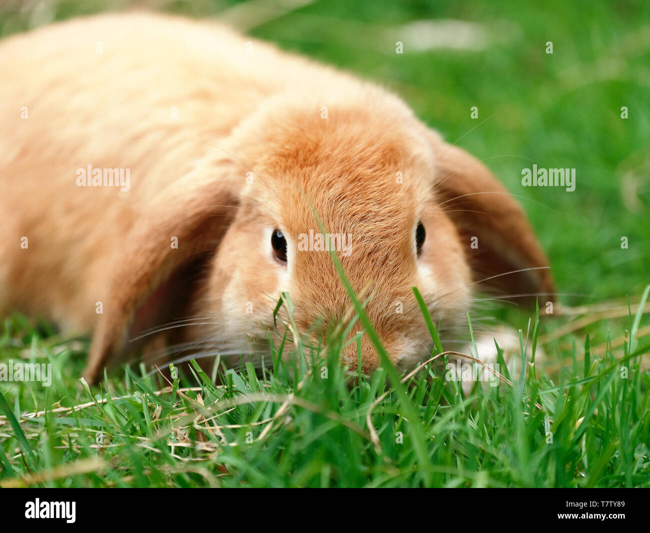 Bunny Eating Grass