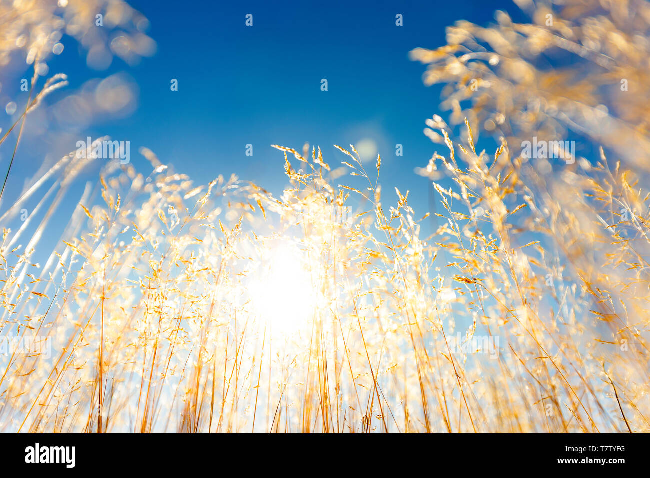 Grass in field with sunshine and blue sky in summer Stock Photo - Alamy