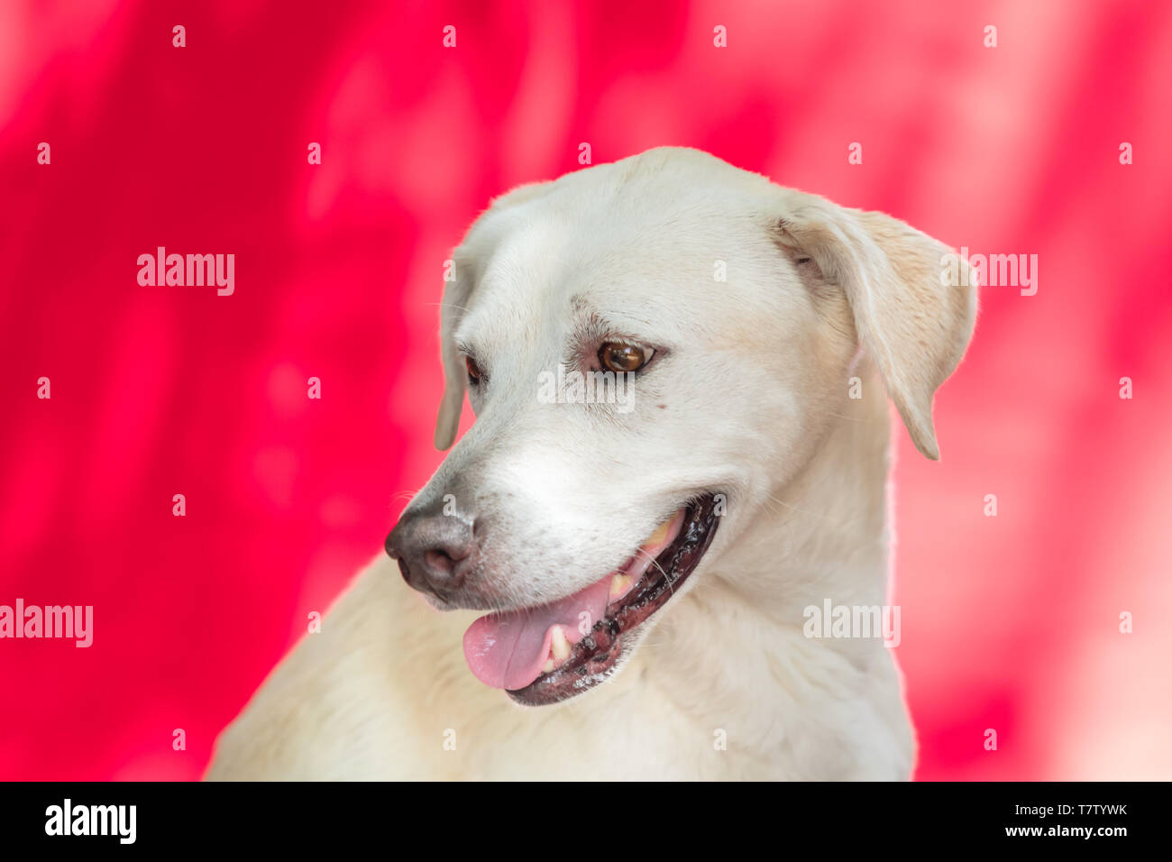 Tan labrador hi-res stock photography and images - Alamy