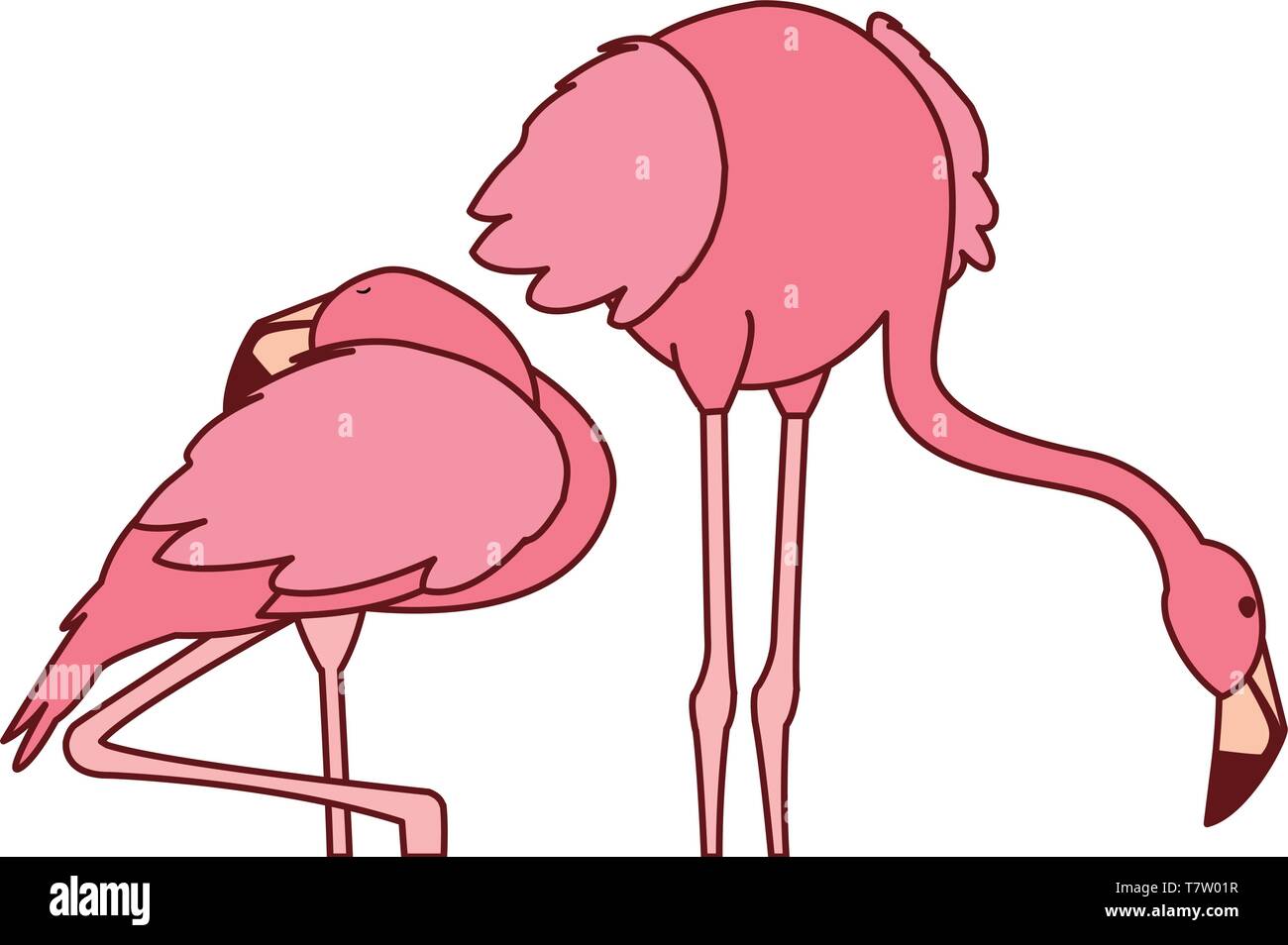 exotic pink flemish couple birds with different poses vector ...