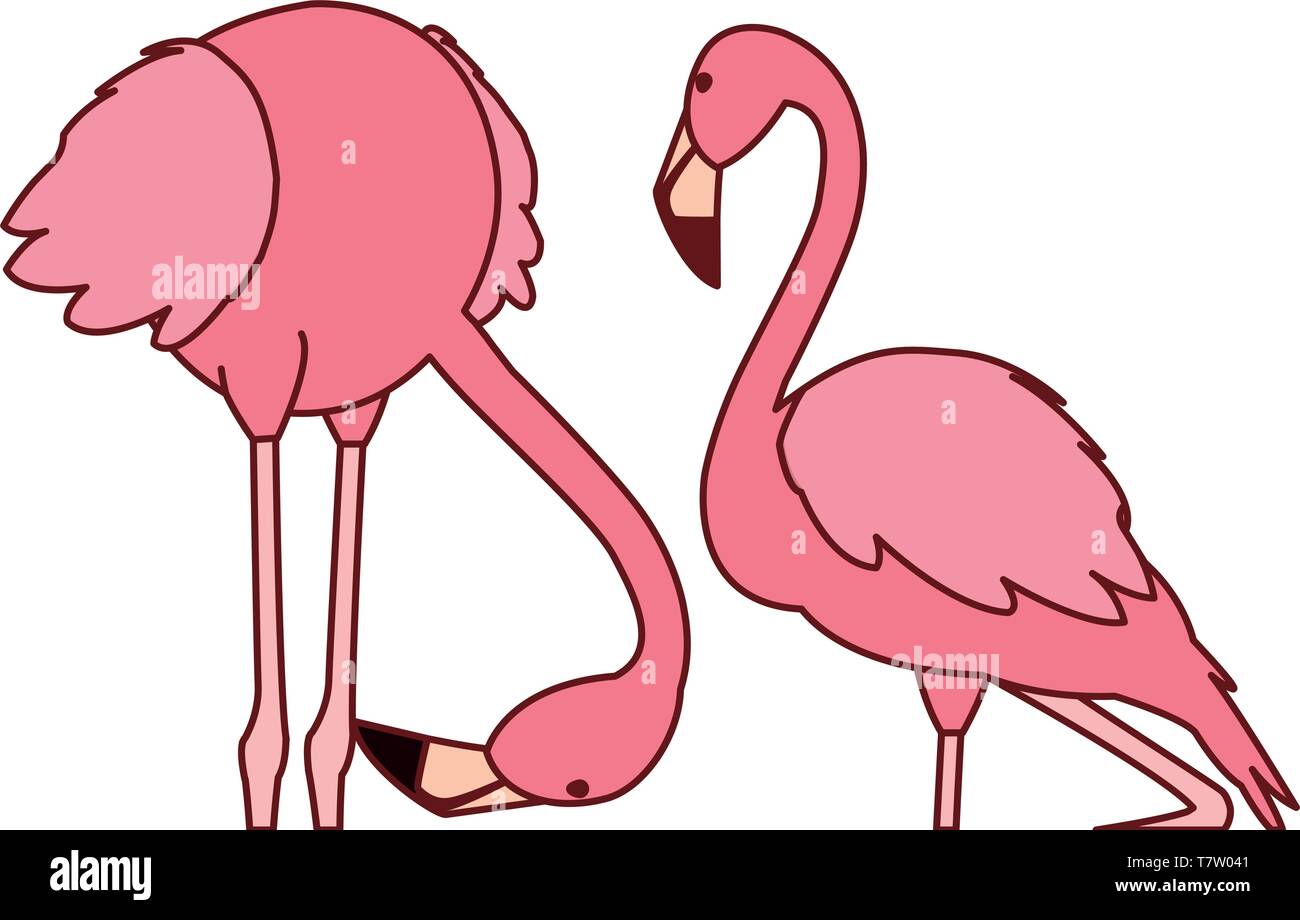 exotic pink flemish couple birds with different poses vector ...
