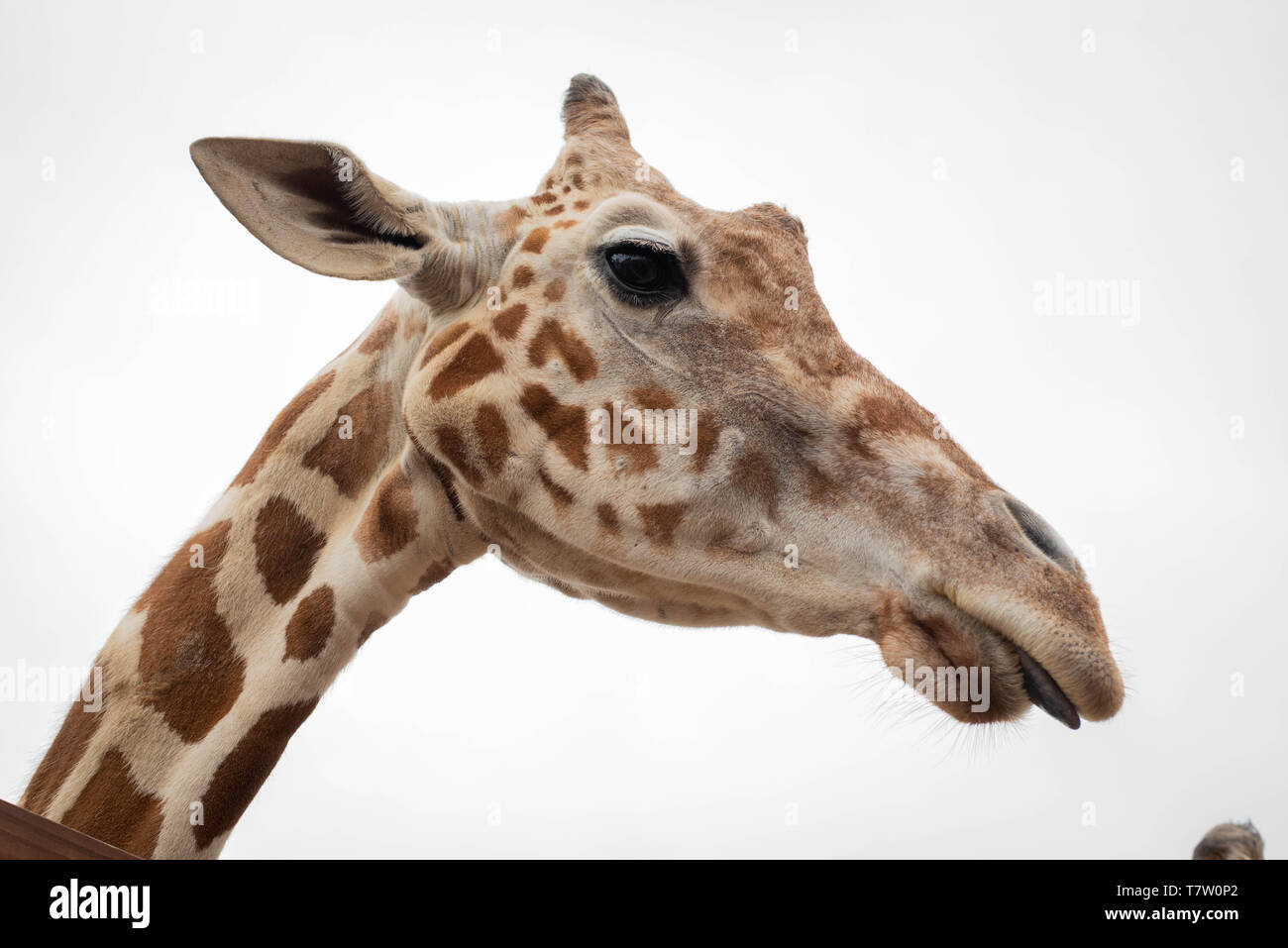 April the Giraffe, who became a viral sensation in the United States ...