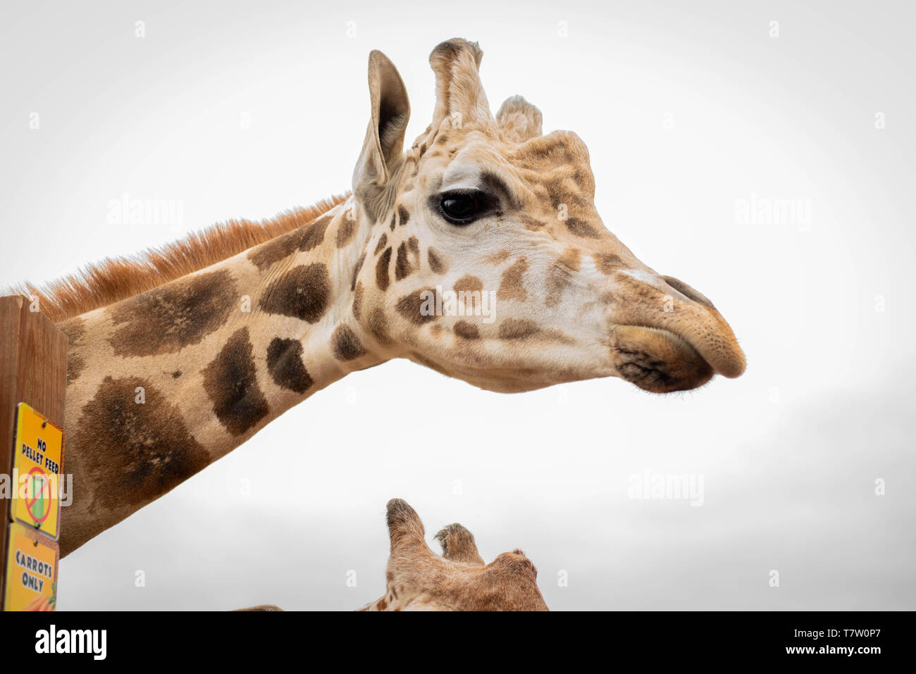 Oliver, the father of Tahjri, the giraffe born into captivity in New ...