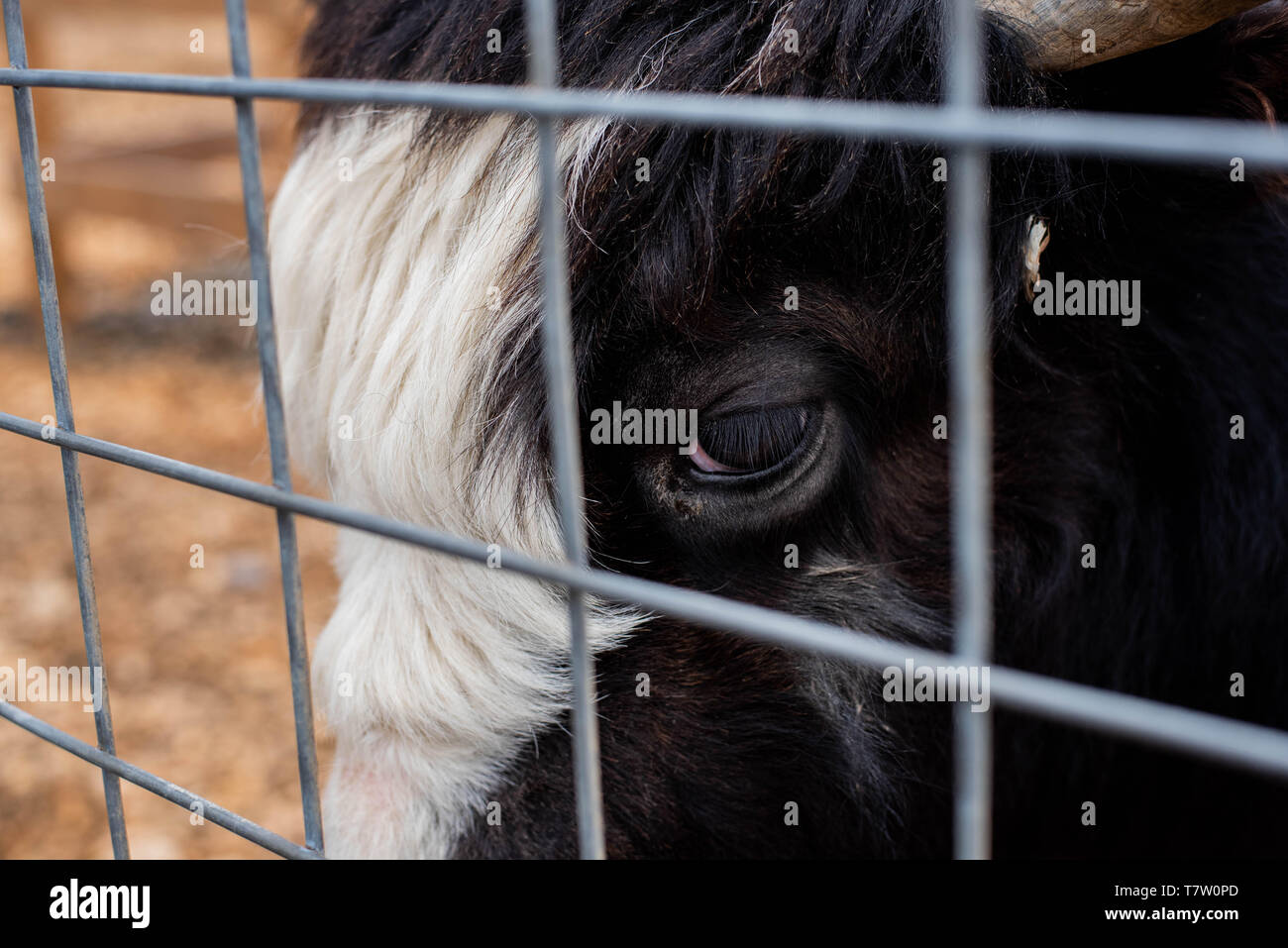 The eye of a water buffalo baby looks through a cage at a zoo in New ...