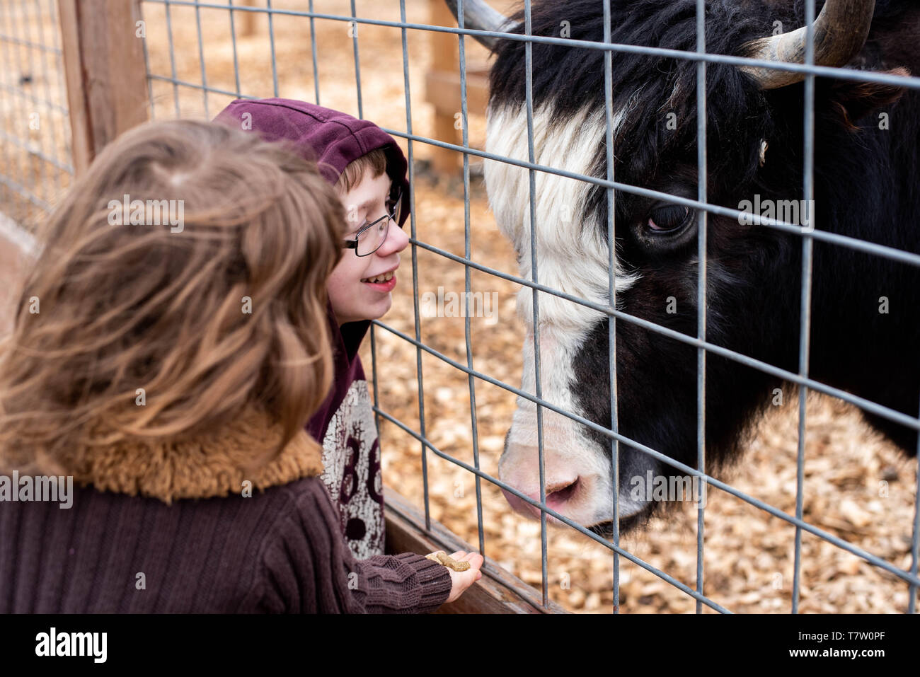 Children look at a water buffalo baby at a petting zoo in the United ...