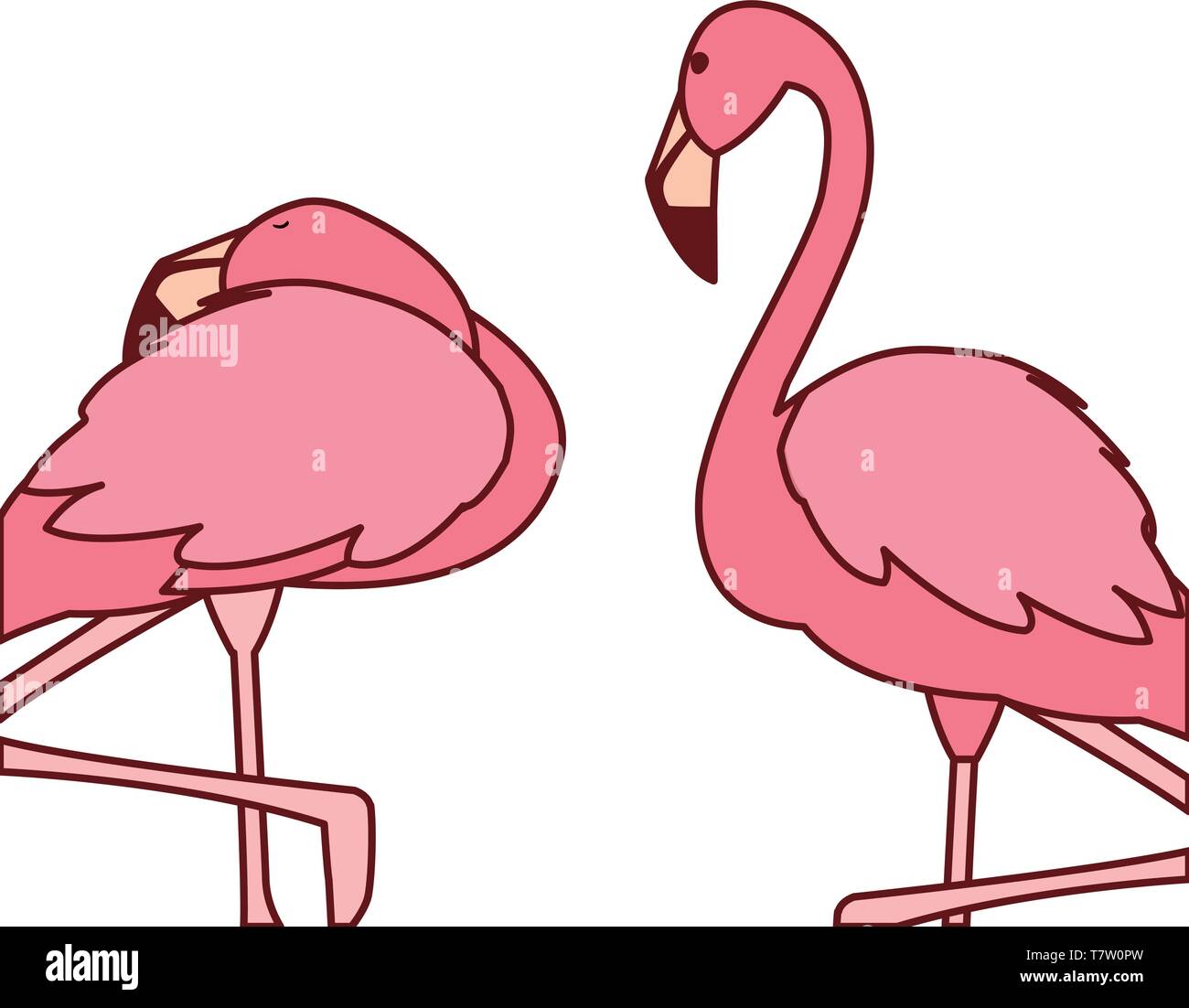 exotic pink flemish couple birds with different poses vector ...