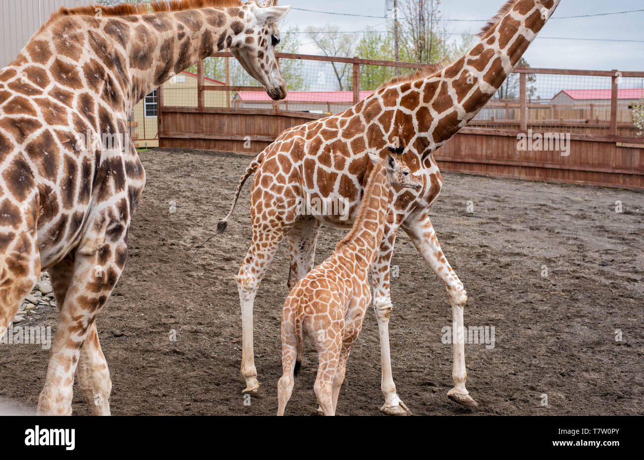 Aziz, the baby of April the Giraffe from Animal Adventure Park in ...