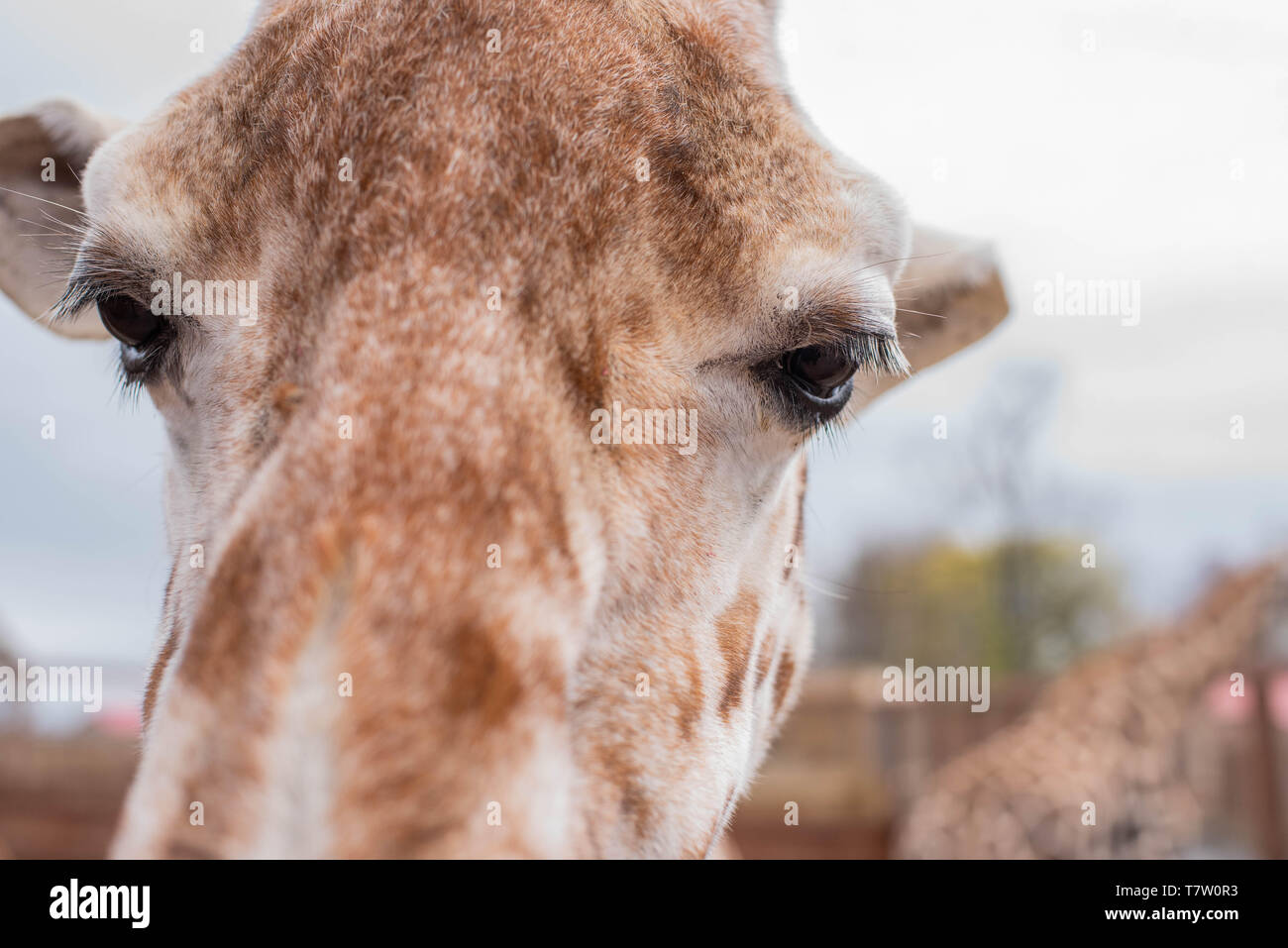 A male giraffe, born into captivity in the United States, pictured ...