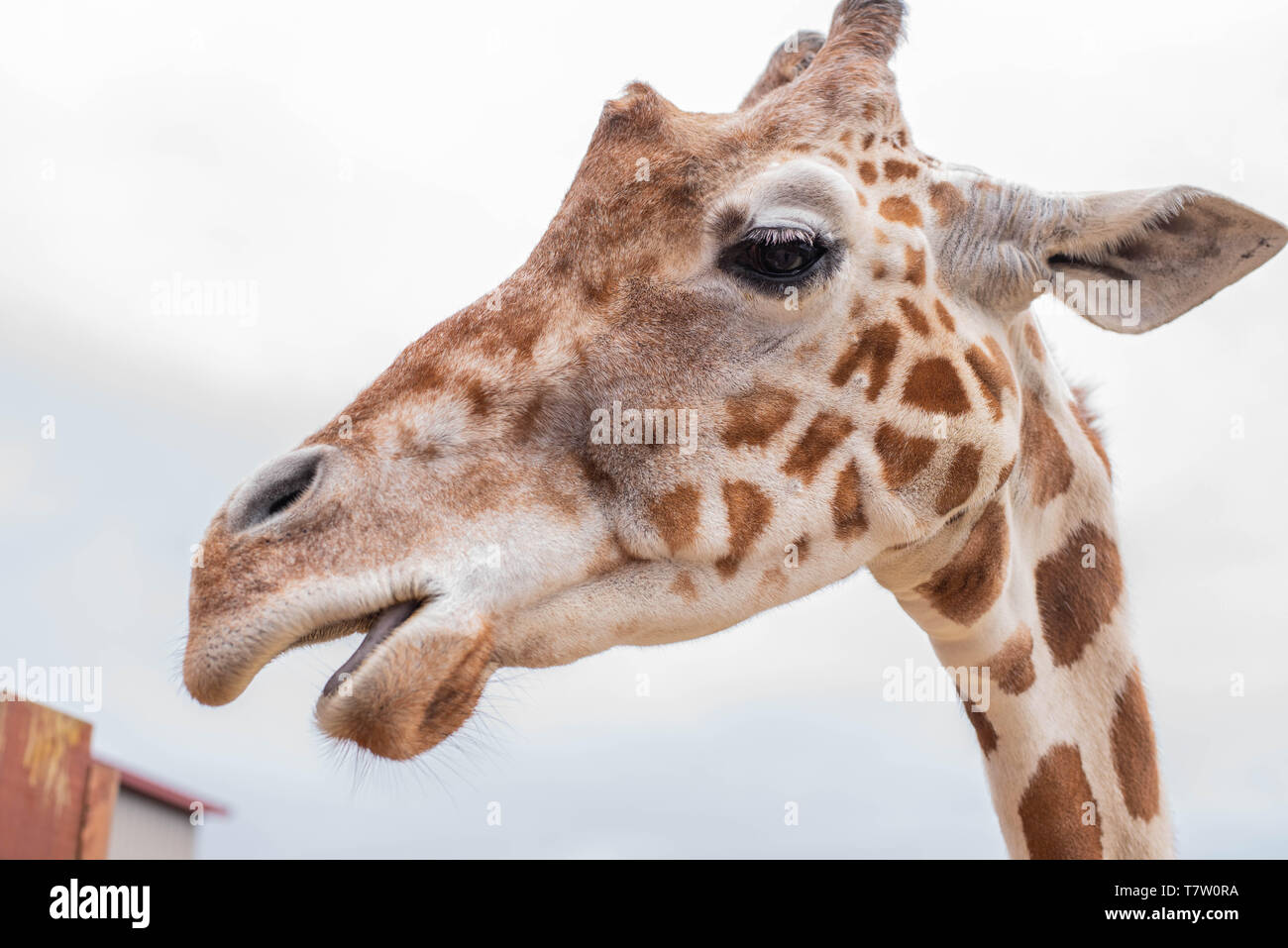 Oliver, the father of Tahjri, the giraffe born into captivity in New ...