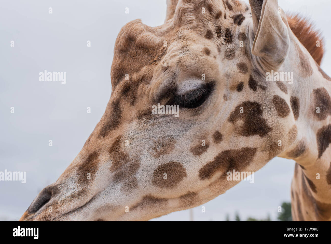 Oliver, the father of Tahjri, the giraffe born into captivity in New ...