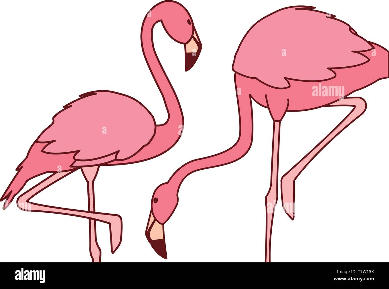 exotic pink flemish couple birds with different poses vector ...
