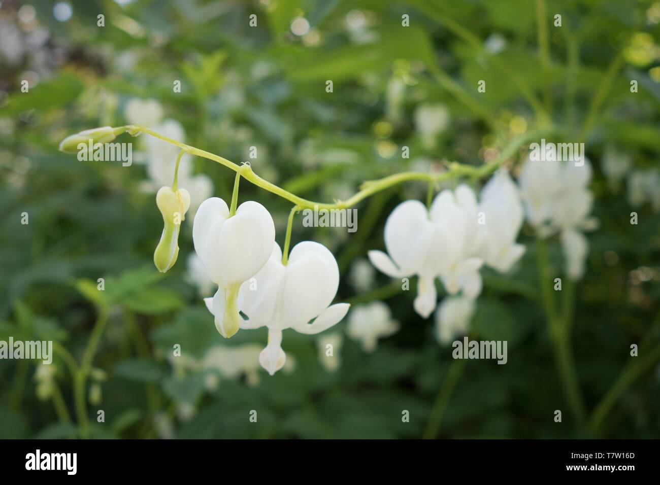 White bleeding heart flowers - Dicentra spectabilis 'Alba' - in ...