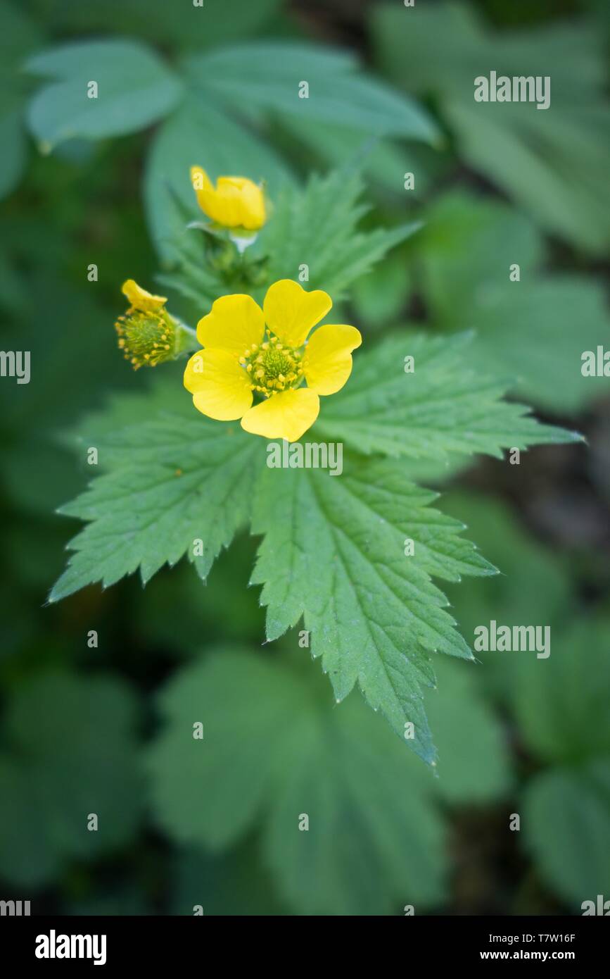 Geum Macrophyllum Fruit