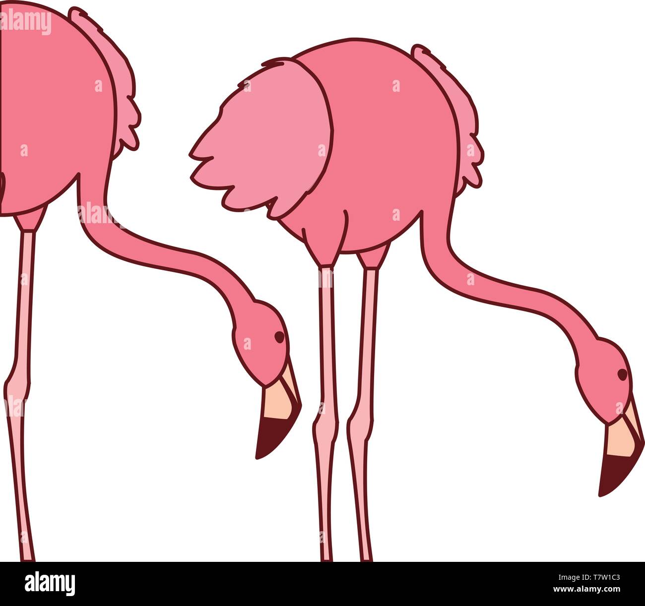 exotic pink flemish couple birds with heads down vector illustration ...