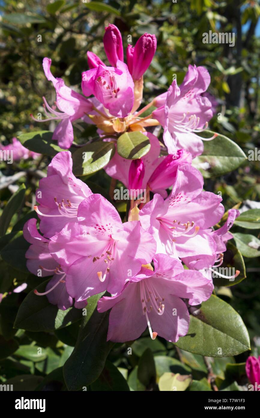 Pink rhododendrons in the rhododendron garden in Hendricks Park in ...