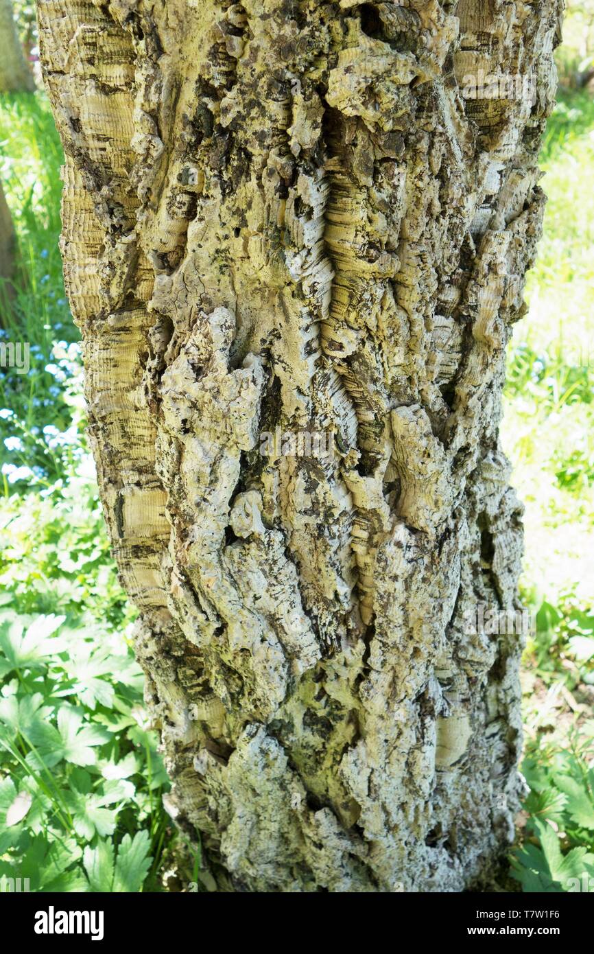 Oak Tree Trunk High Resolution Stock Photography and Images - Alamy