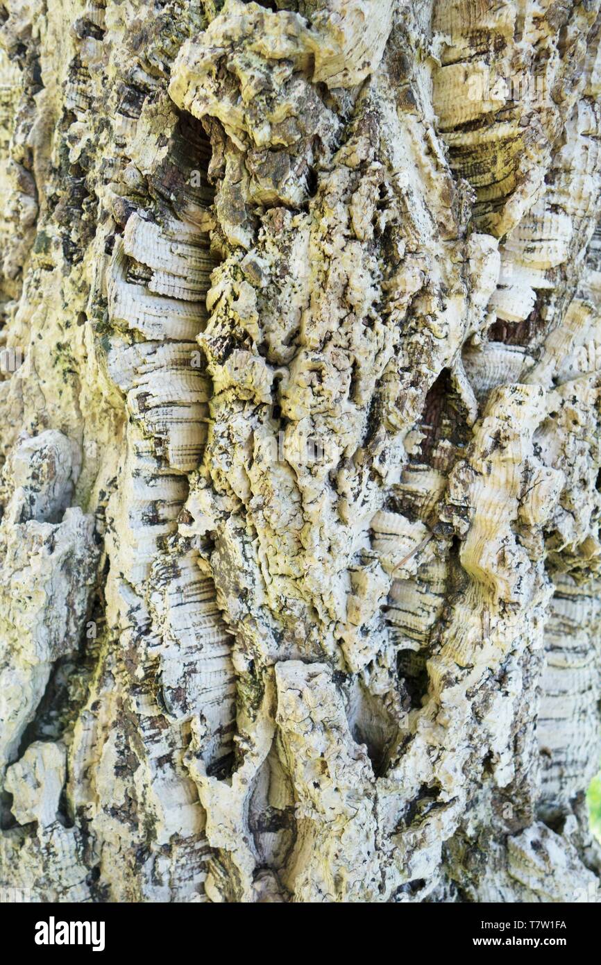 Cork Oak tree trunk - quercus suber - in Hendricks Park in Eugene ...