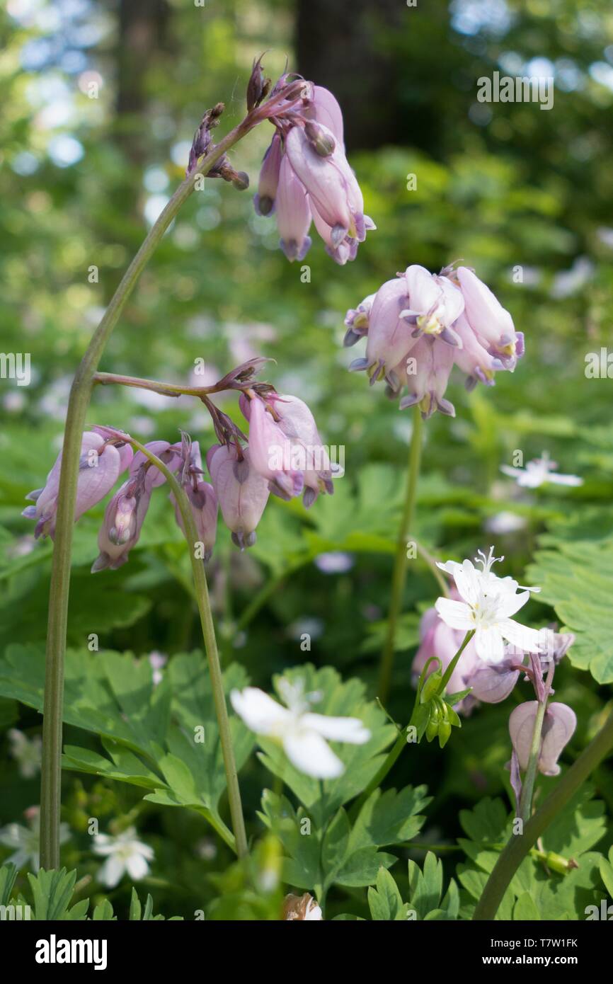 Pacific Bleeding heart flowers - Dicentra formosa - in Hendricks Park ...