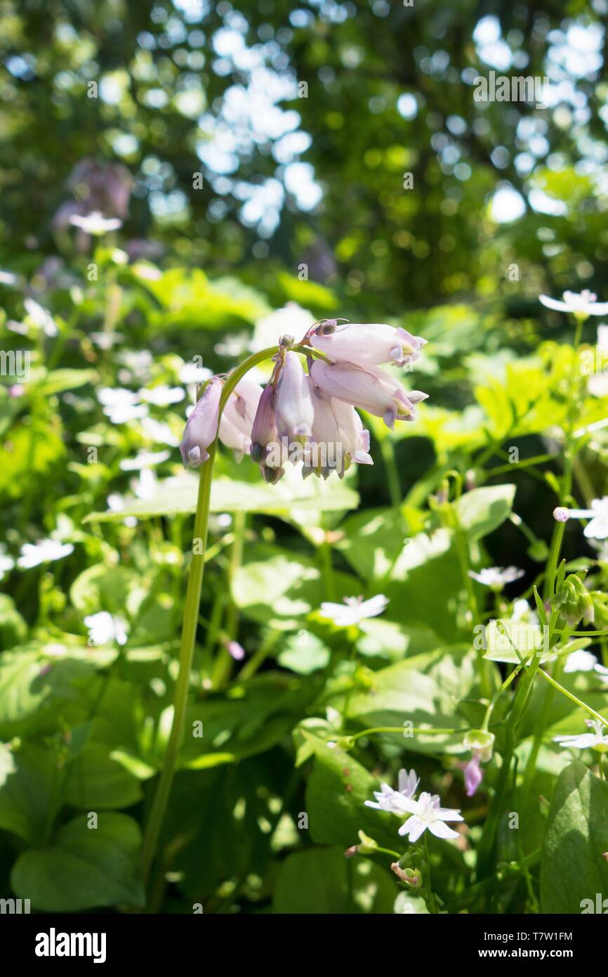 Pacific Bleeding heart flowers - Dicentra formosa - in Hendricks Park ...
