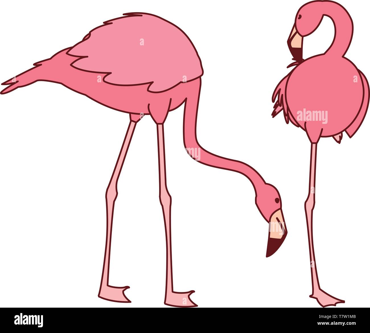 exotic pink flemish couple birds with different poses vector ...