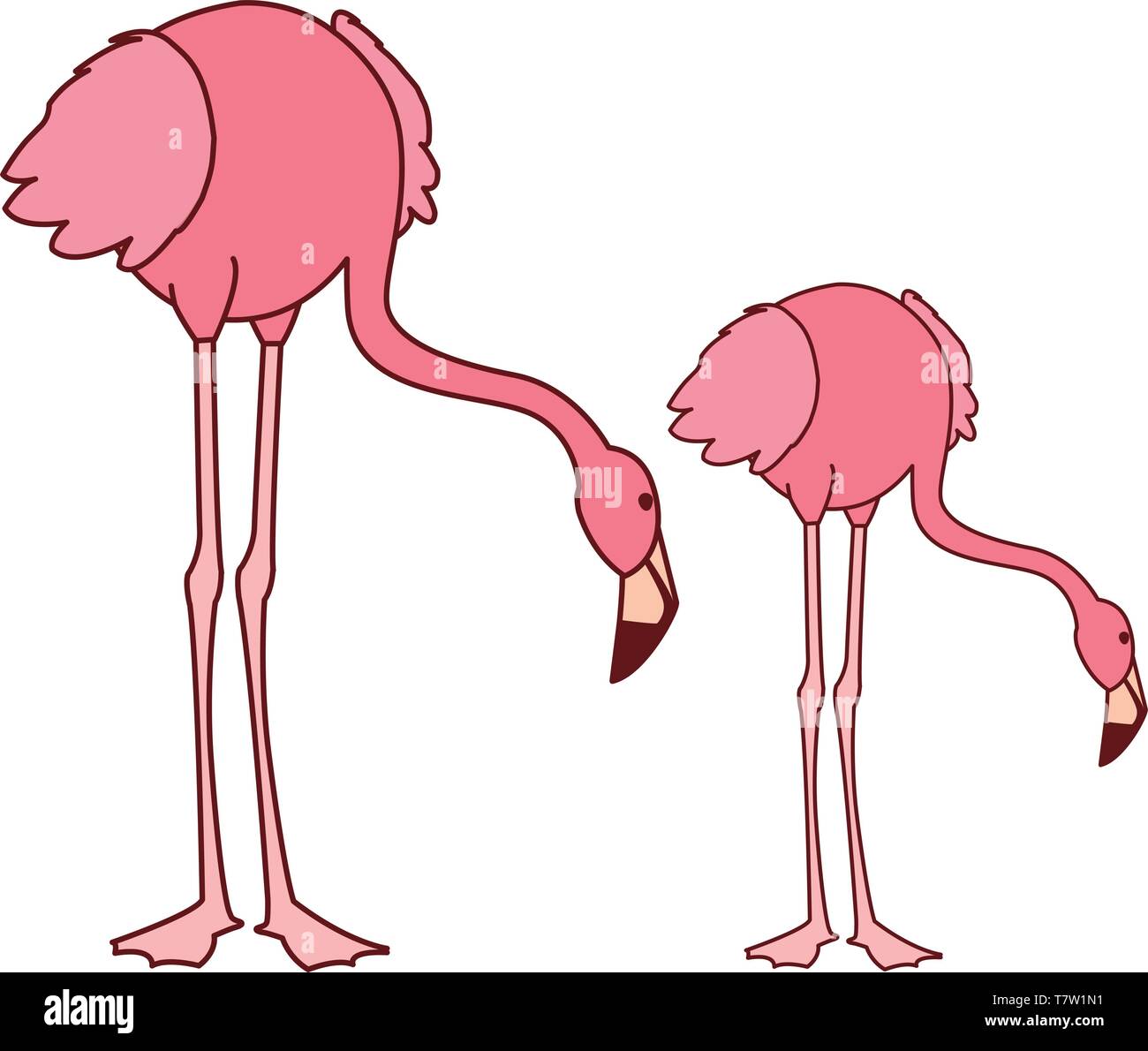 exotic pink flemish couple birds with heads down vector illustration ...