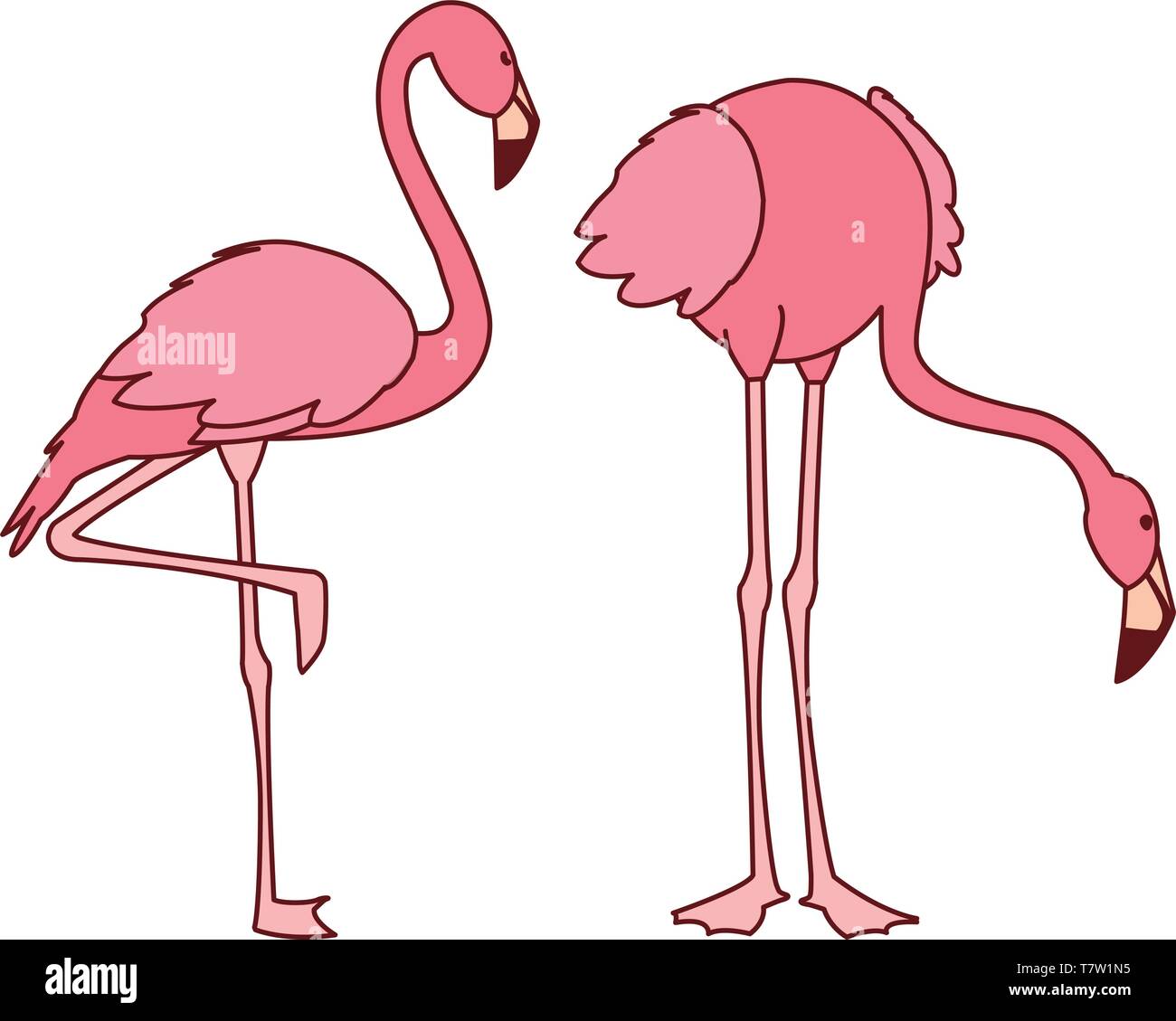 exotic pink flemish couple birds with different poses vector ...