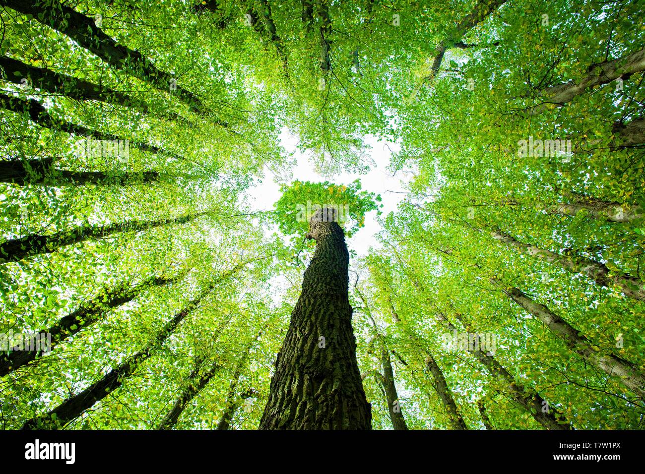 Up towards treetops hi-res stock photography and images - Alamy