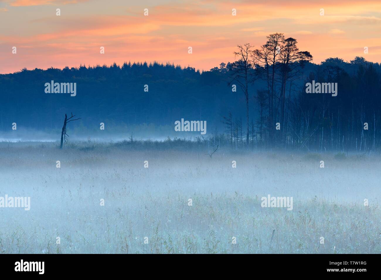 Misty moor at dawn, Great Serrahn Moor, Muritz National Park, Serrahn ...