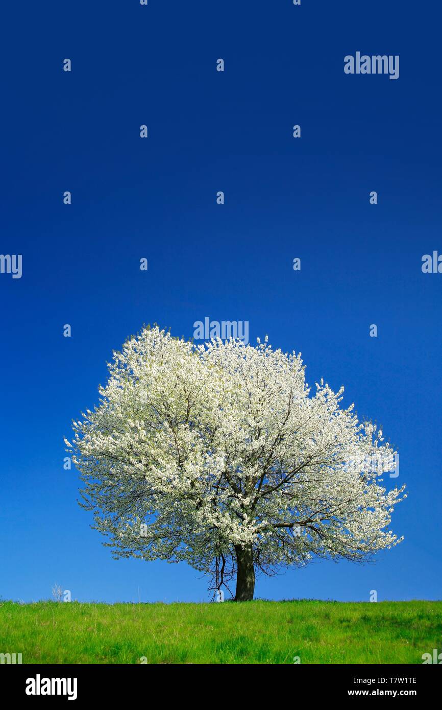 Old cherry tree hi-res stock photography and images - Alamy