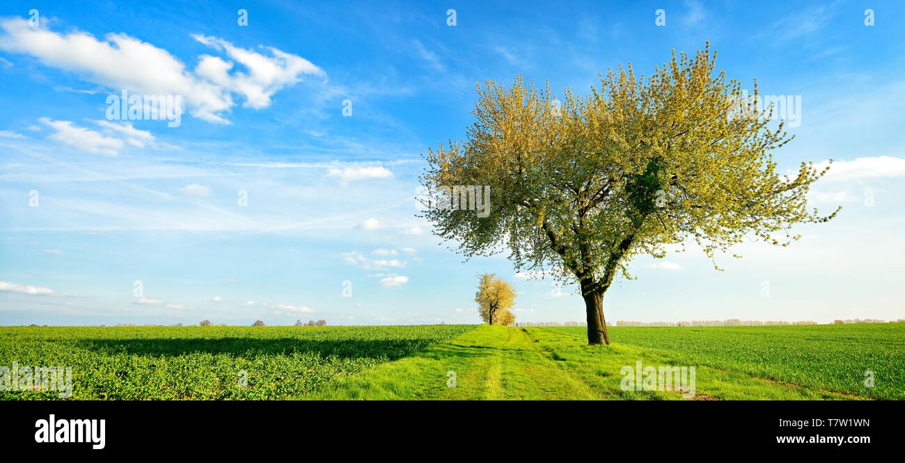Field path through green fields, flowering Cherry tree (Prunus ...