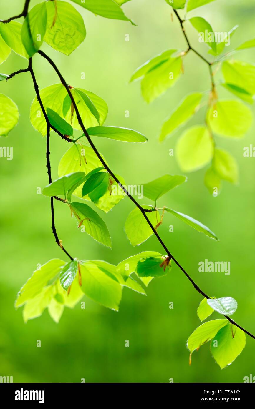 Fresh beech branches hi-res stock photography and images - Alamy