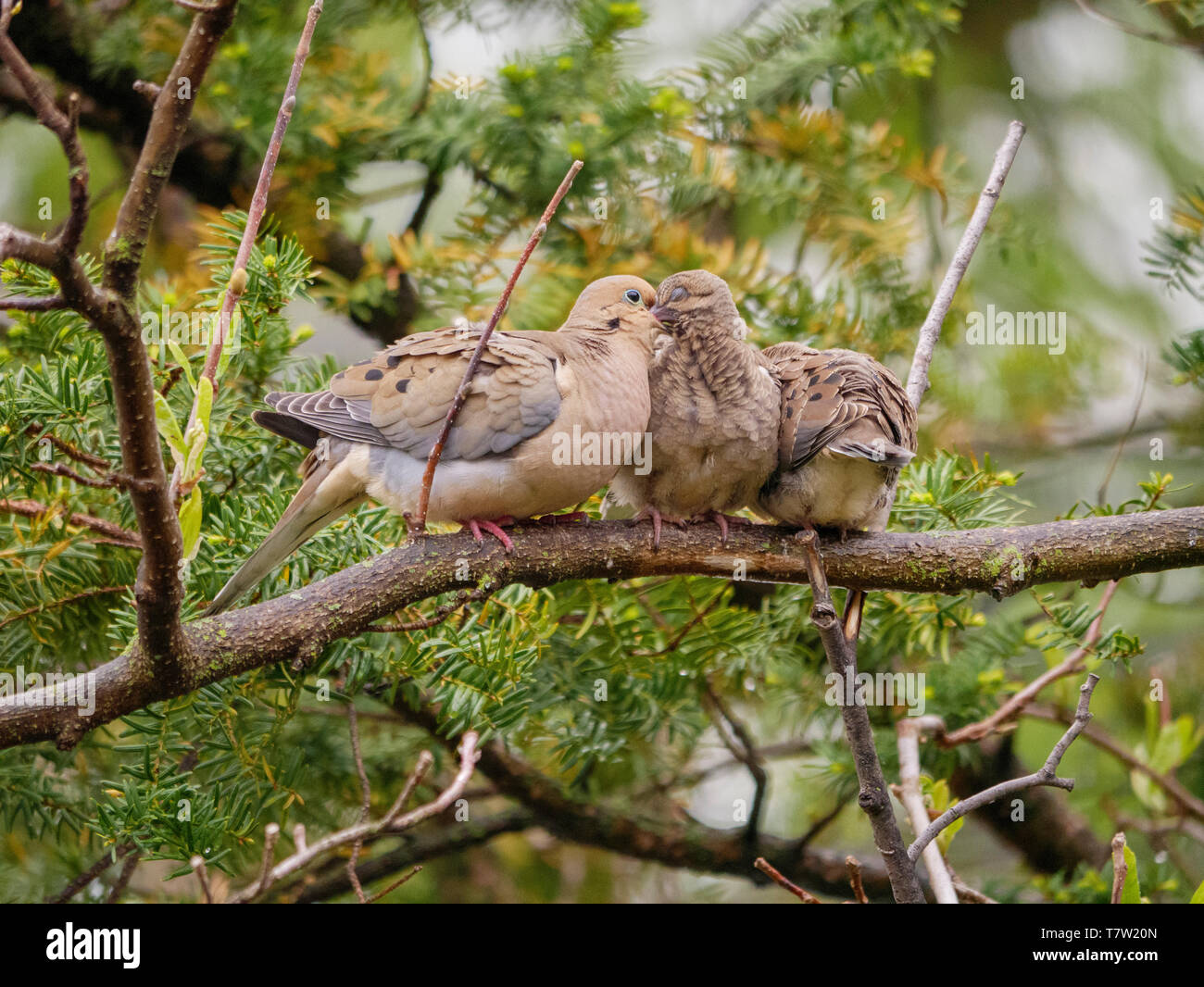 Mourning dove baby hi-res stock photography and images - Alamy