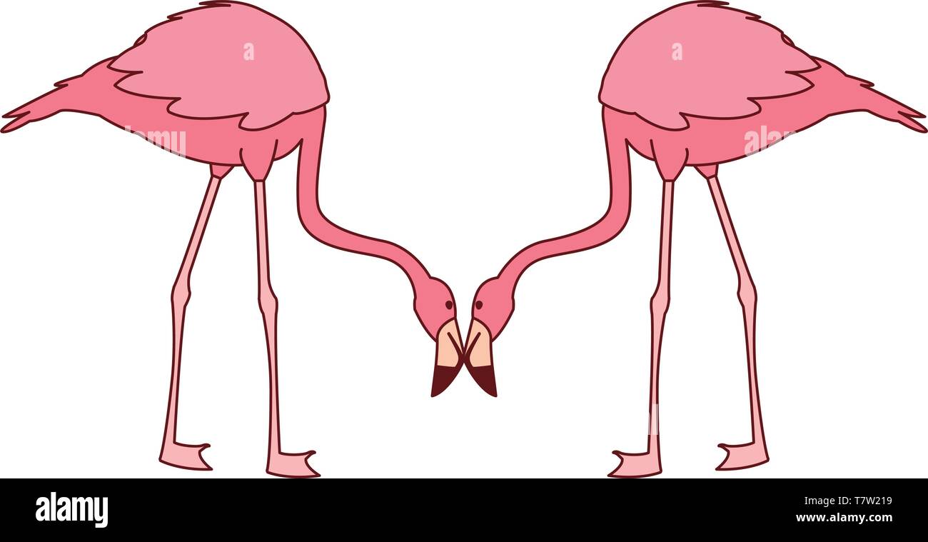 exotic pink flemish couple birds with heads down vector illustration ...