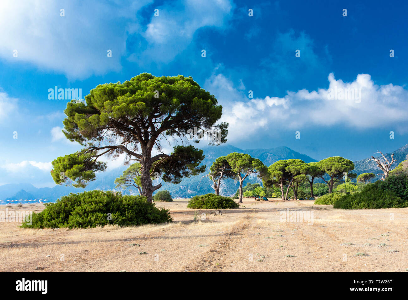 Pinus pinea trees at Cirali Beach, Antalya Stock Photo - Alamy