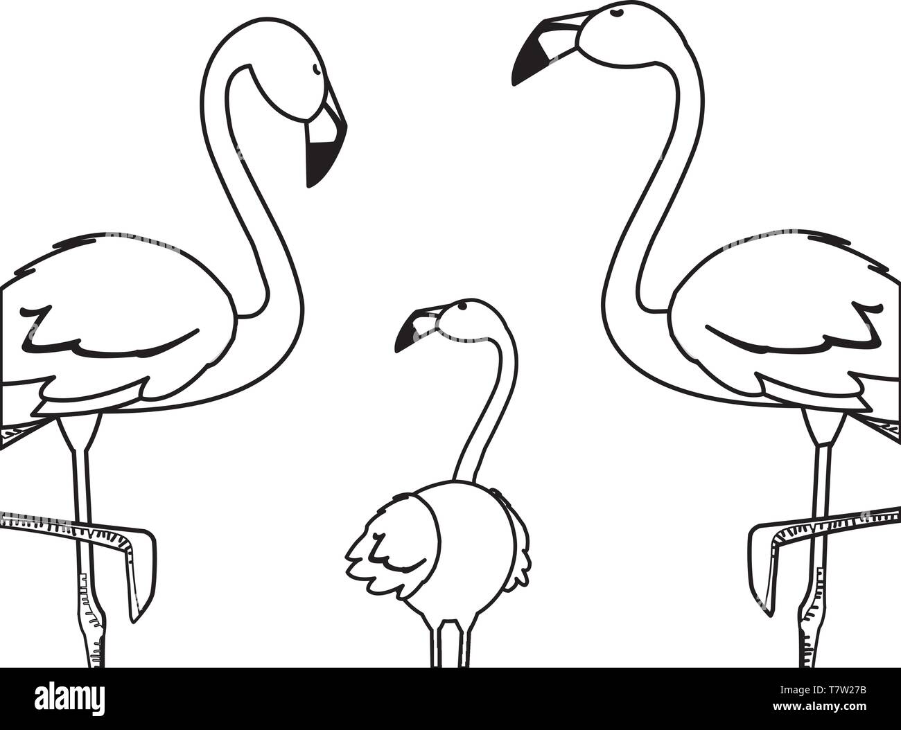 exotic flemish family birds vector illustration design Stock Vector ...