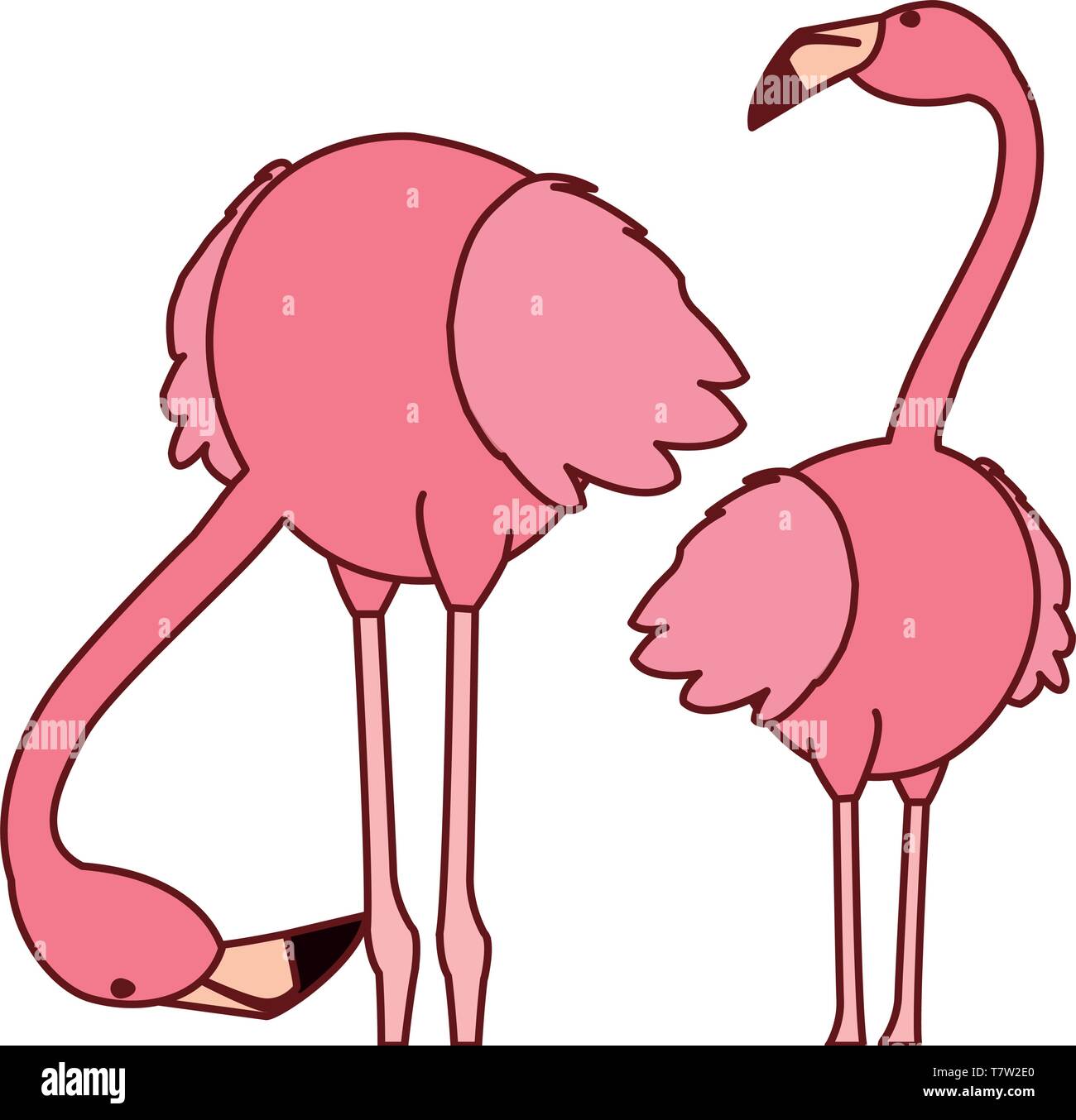 exotic pink flemish couple birds with different poses vector ...