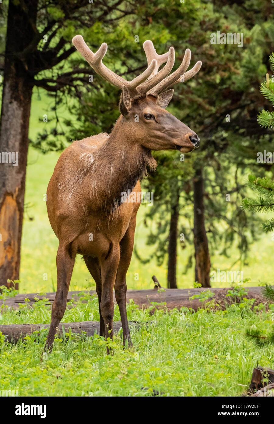 Profile of Elk Face with Soft Antlers Still Growing in Summer Stock ...