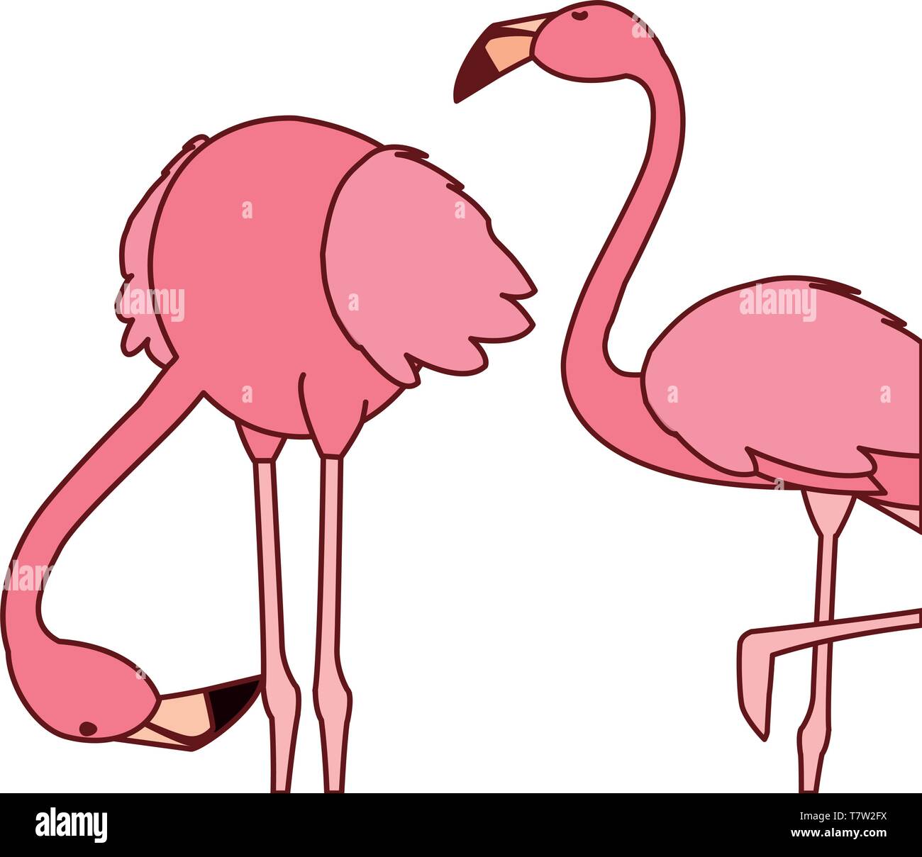 exotic pink flemish couple birds with different poses vector ...