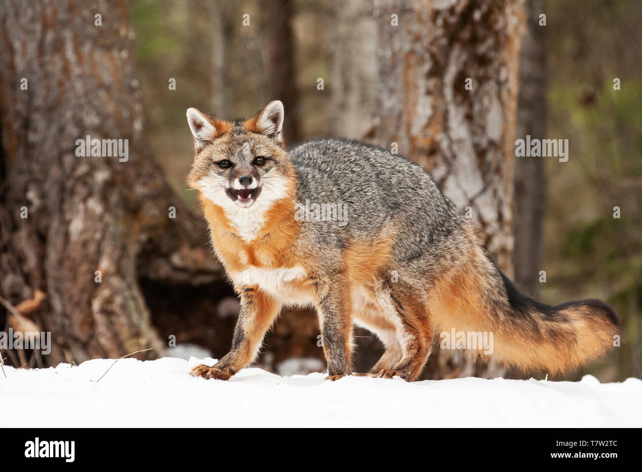 Predators of north america hi-res stock photography and images - Alamy