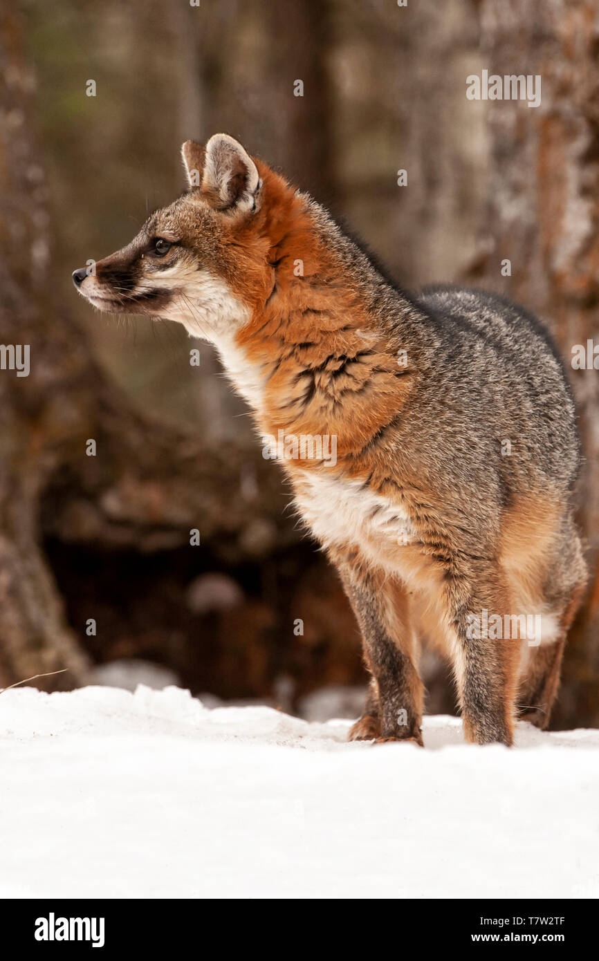 North America; Unites States; Montana; Wildlife; Mammals; Predators ...