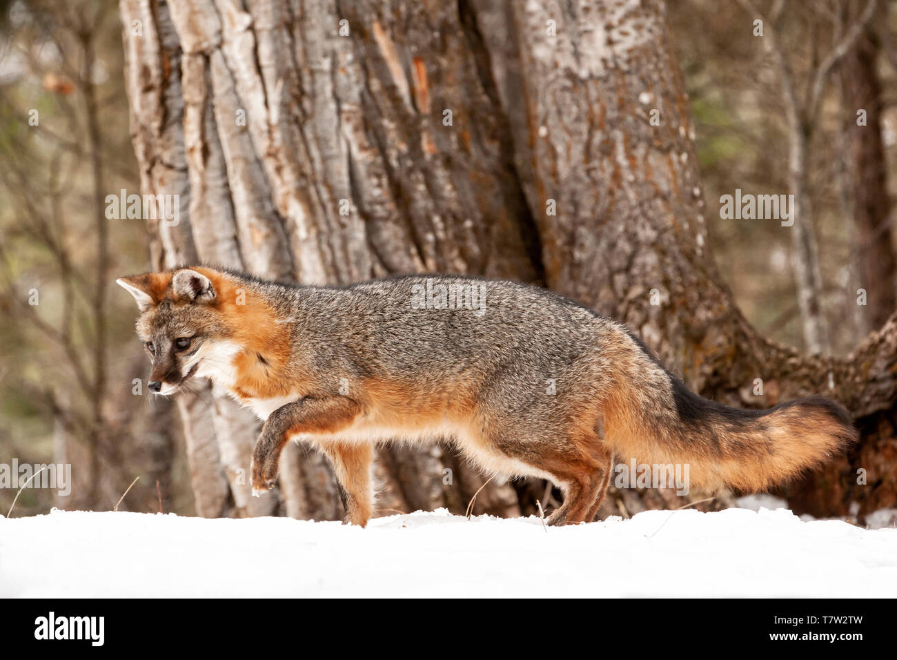 North America; Unites States; Montana; Wildlife; Mammals; Predators ...