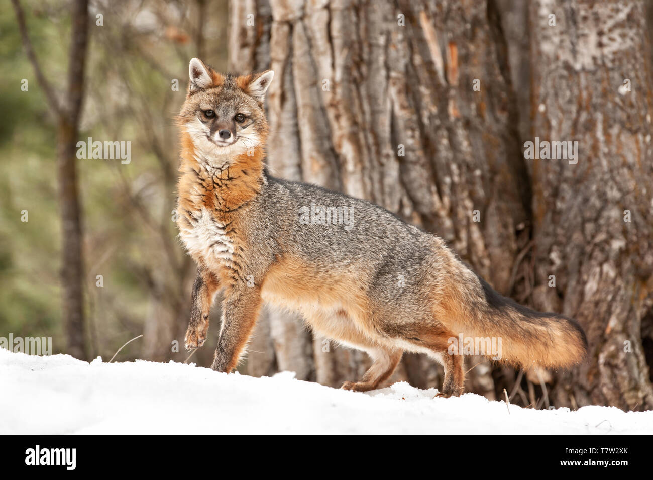 Montana wildlife hi-res stock photography and images - Alamy