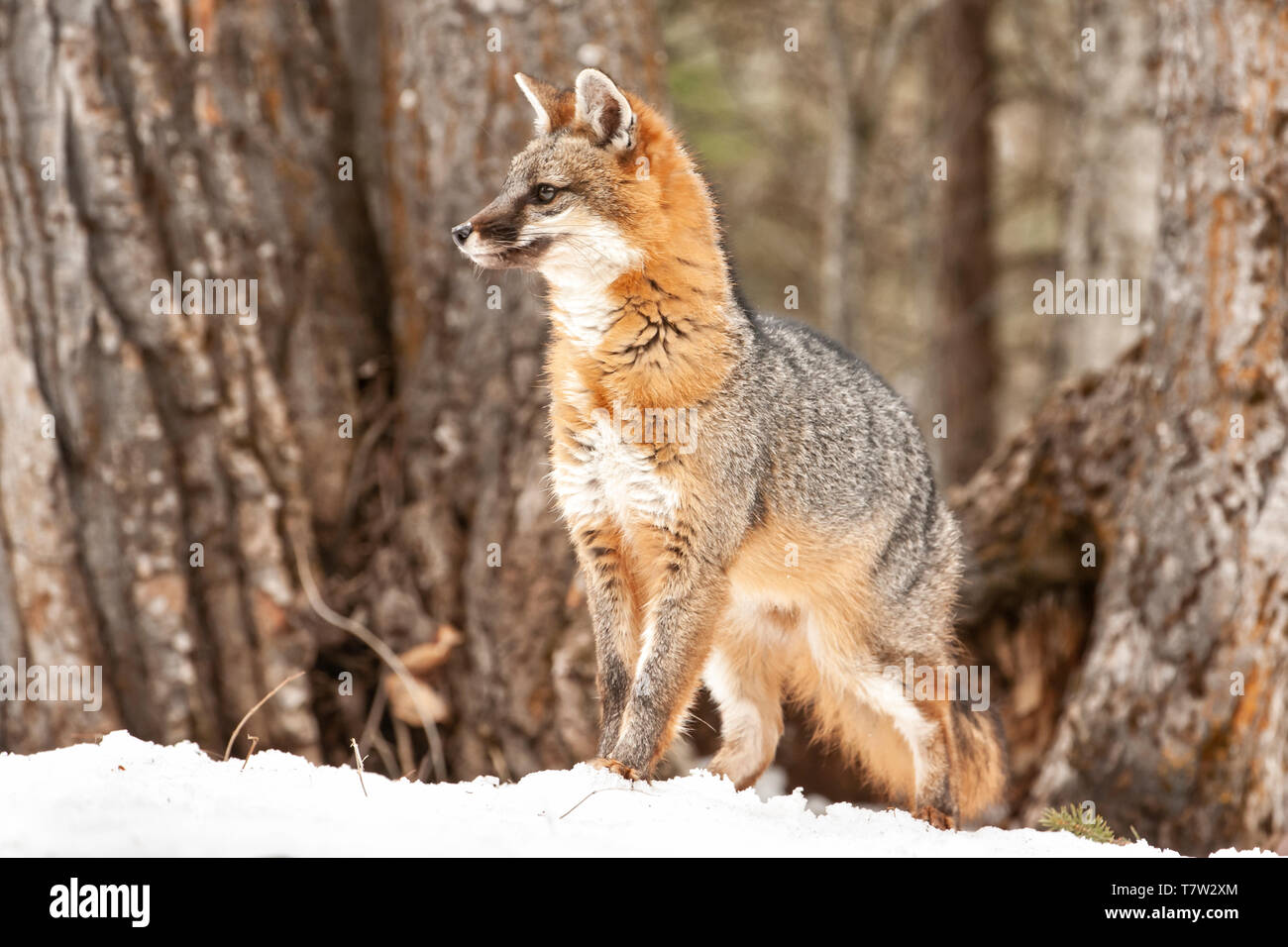 North America; Unites States; Montana; Wildlife; Mammals; Predators ...