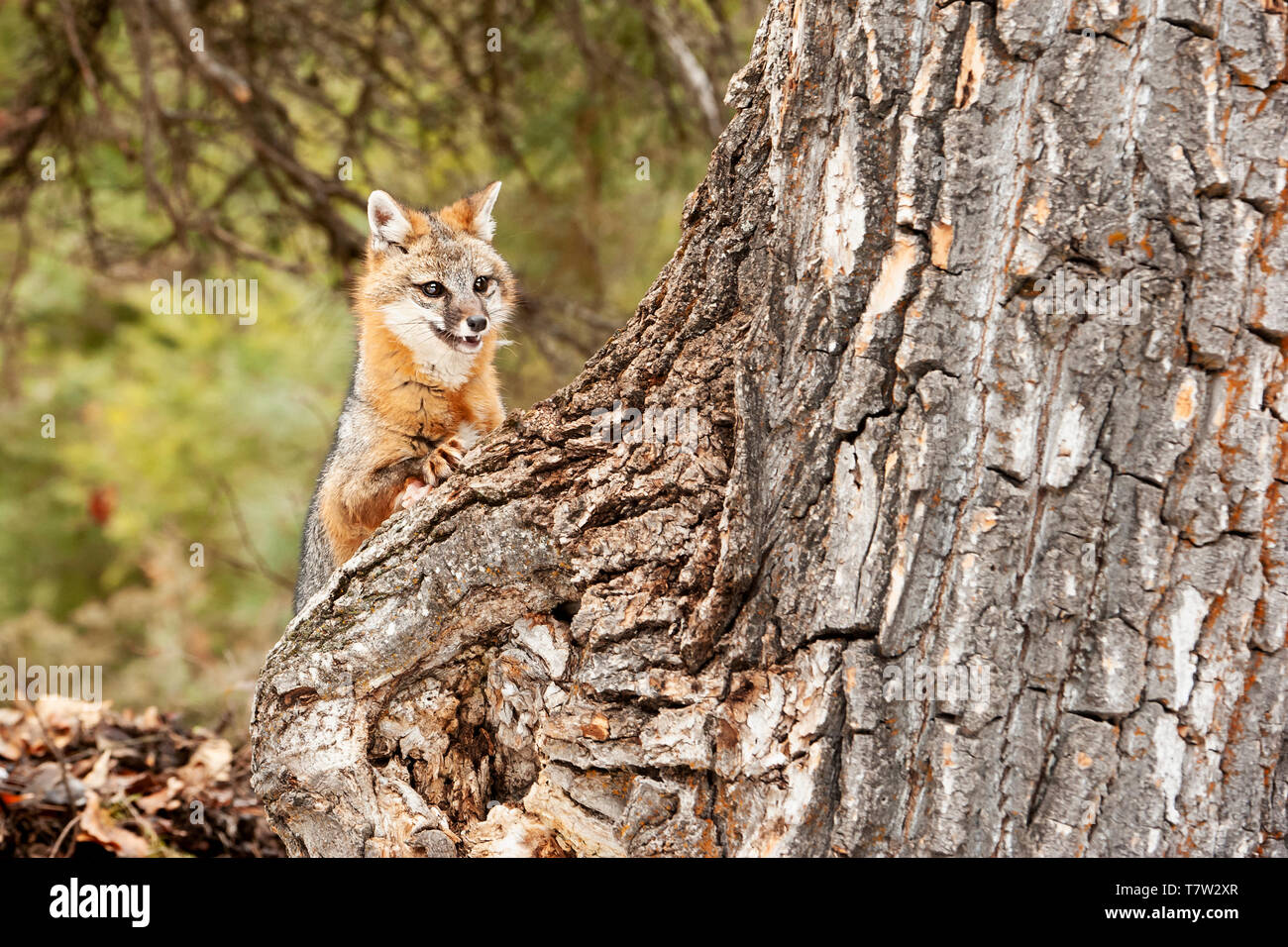 North America; Unites States; Montana; Wildlife; Mammals; Predators ...