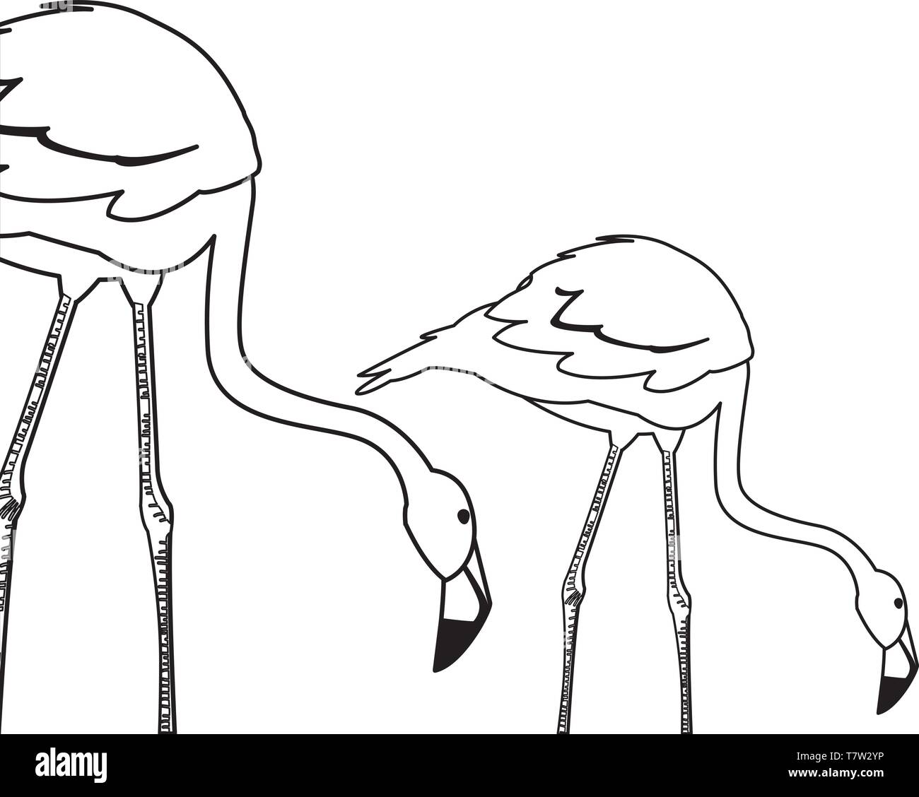 exotic flemish couple birds with heads down vector illustration design ...