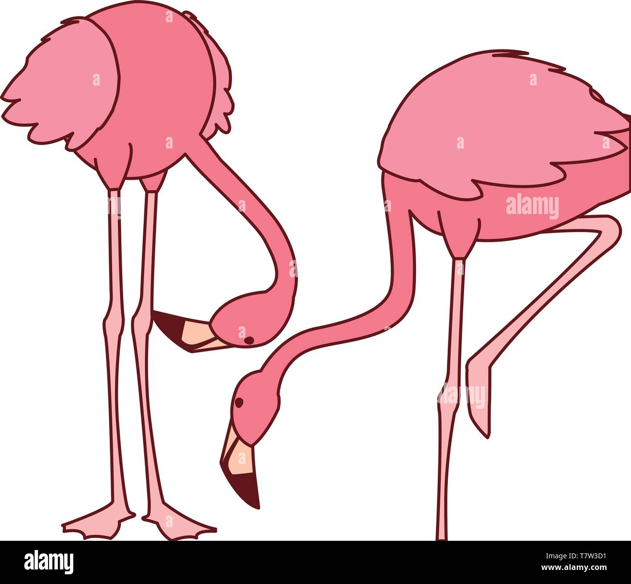 exotic pink flemish couple birds with heads down vector illustration ...